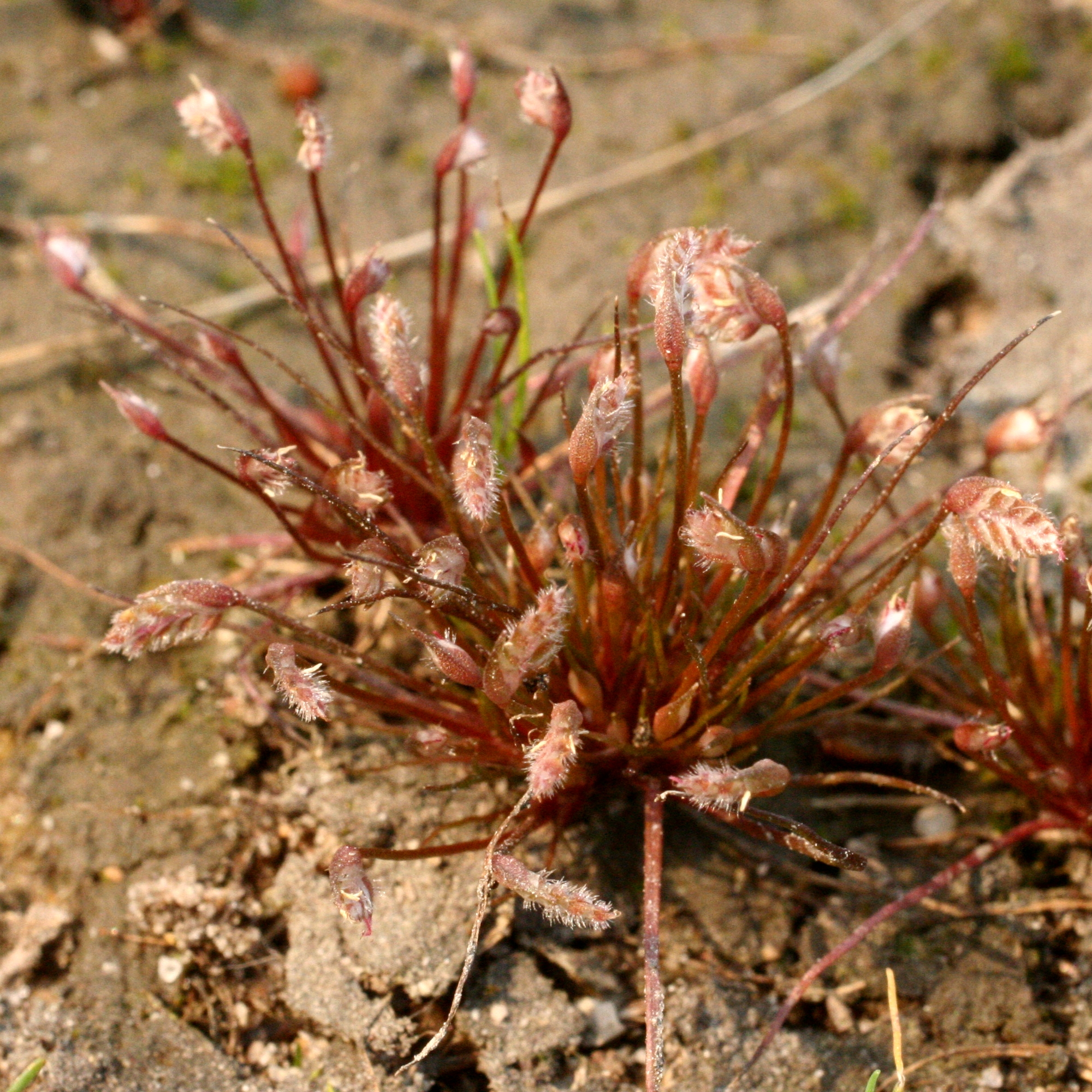 Aphelia gracilis
