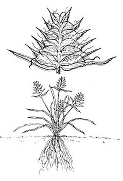 Aphelia pumilio