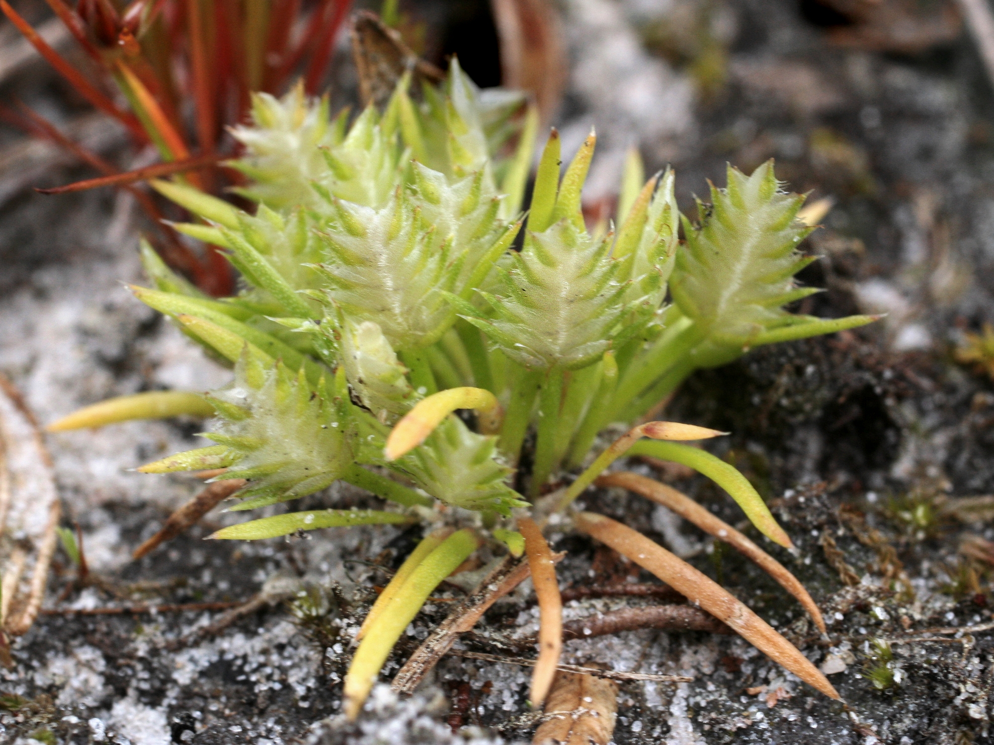 Aphelia pumilio