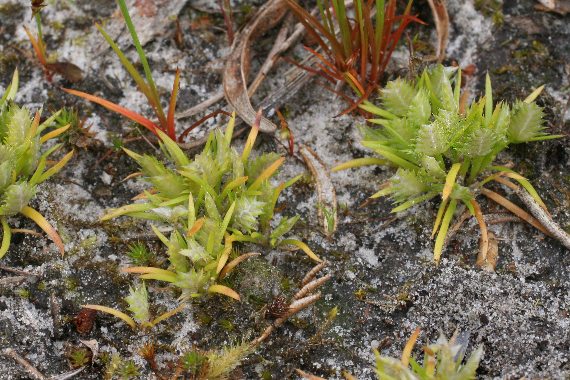 Aphelia pumilio