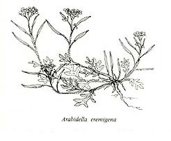 Arabidella eremigena
