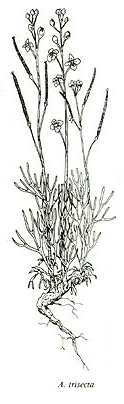 Arabidella eremigena