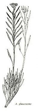 Arabidella glaucescens