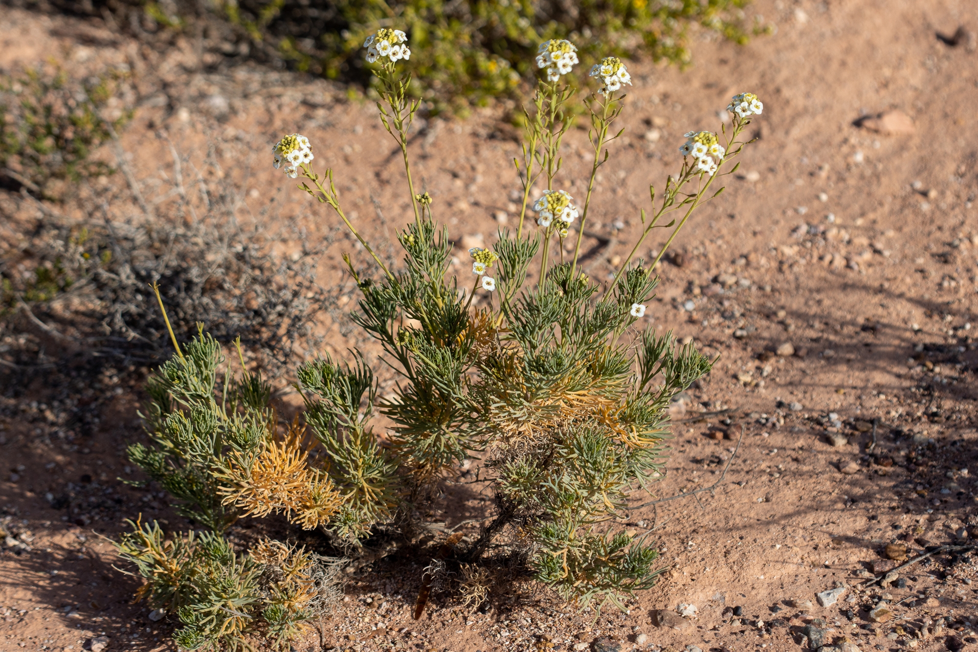 Arabidella glaucescens