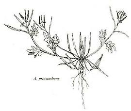 Arabidella procumbens