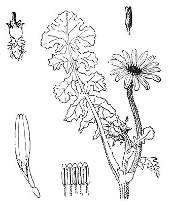 Arctotheca calendula