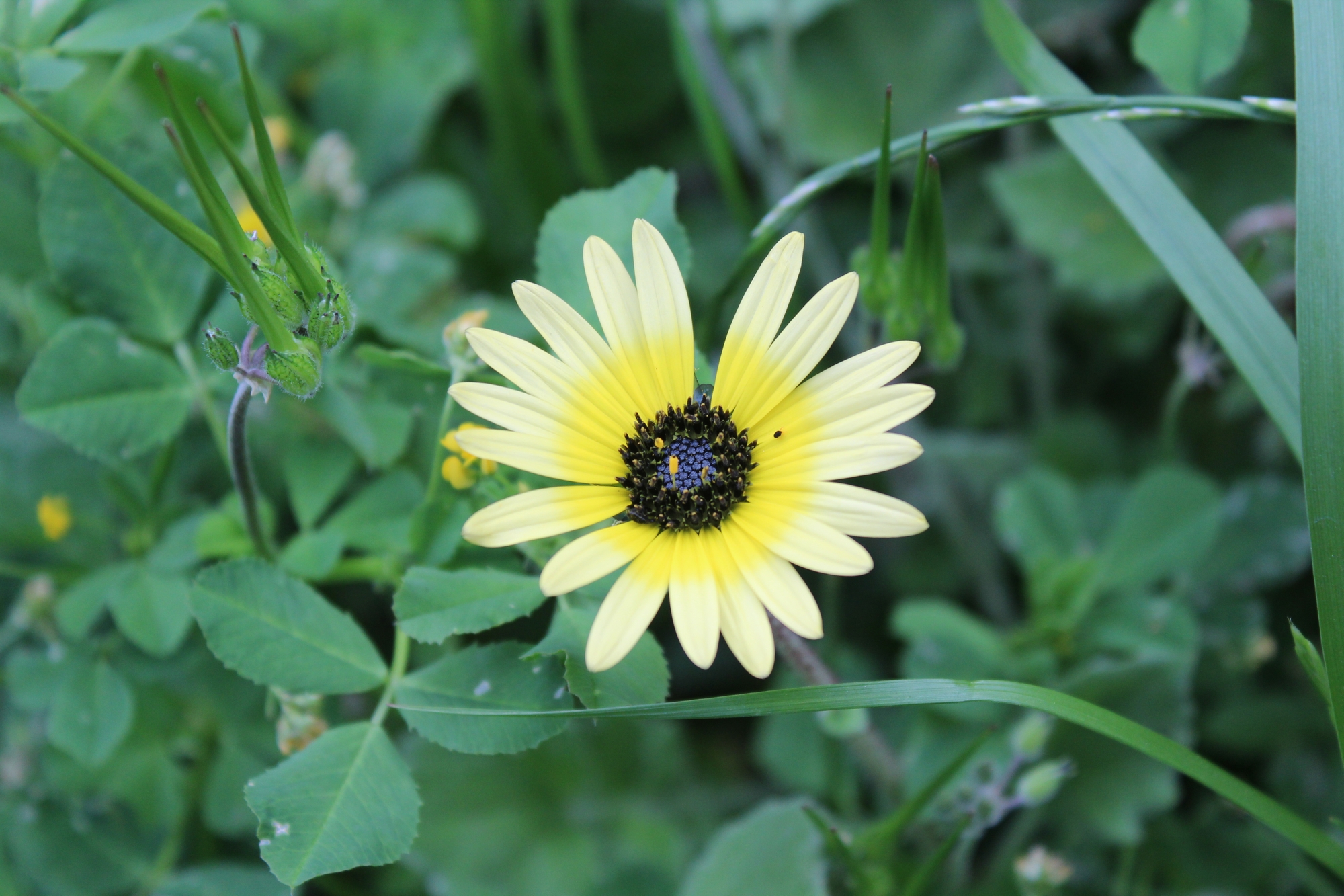Arctotheca calendula