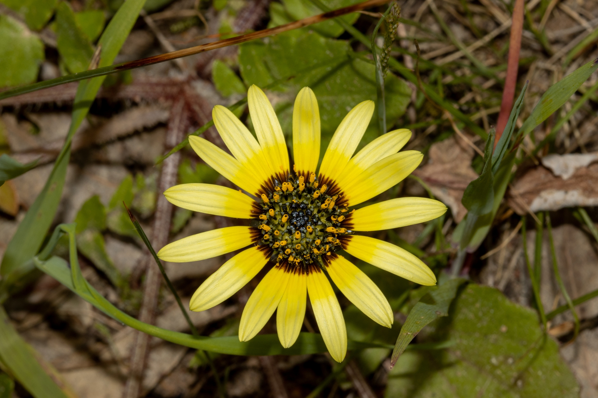 Arctotheca calendula