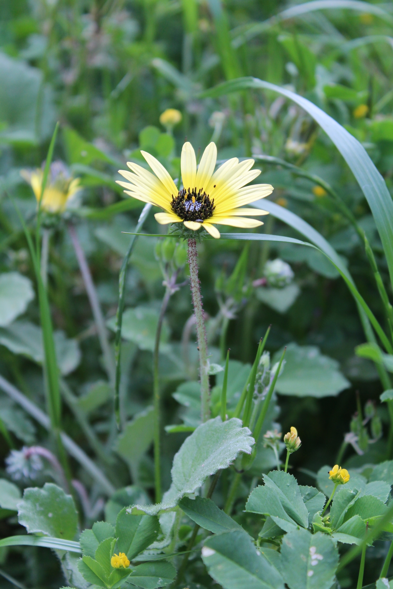 Arctotheca calendula