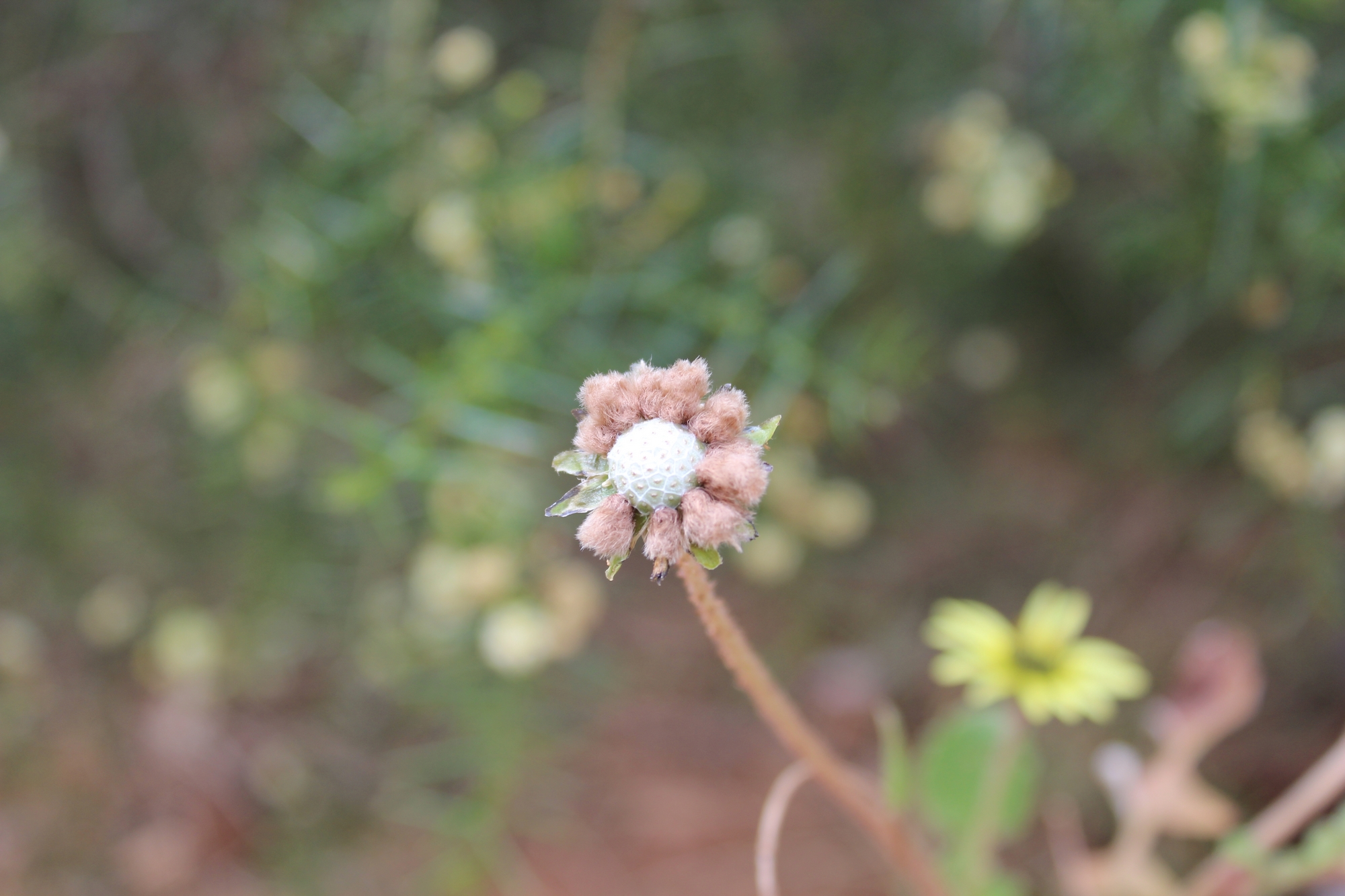 Arctotheca calendula