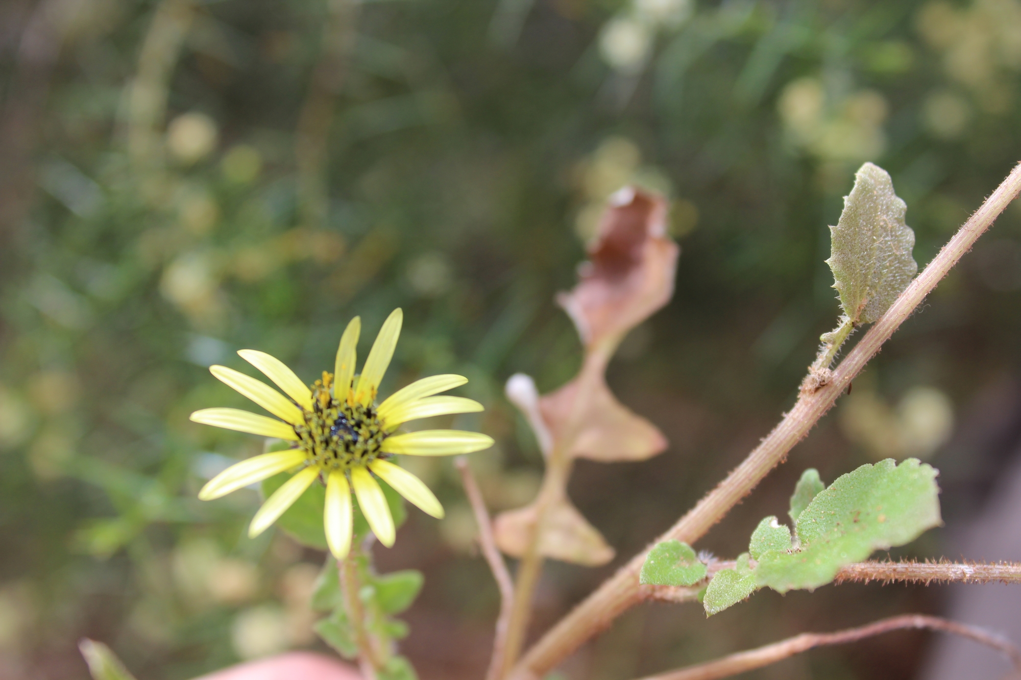 Arctotheca calendula