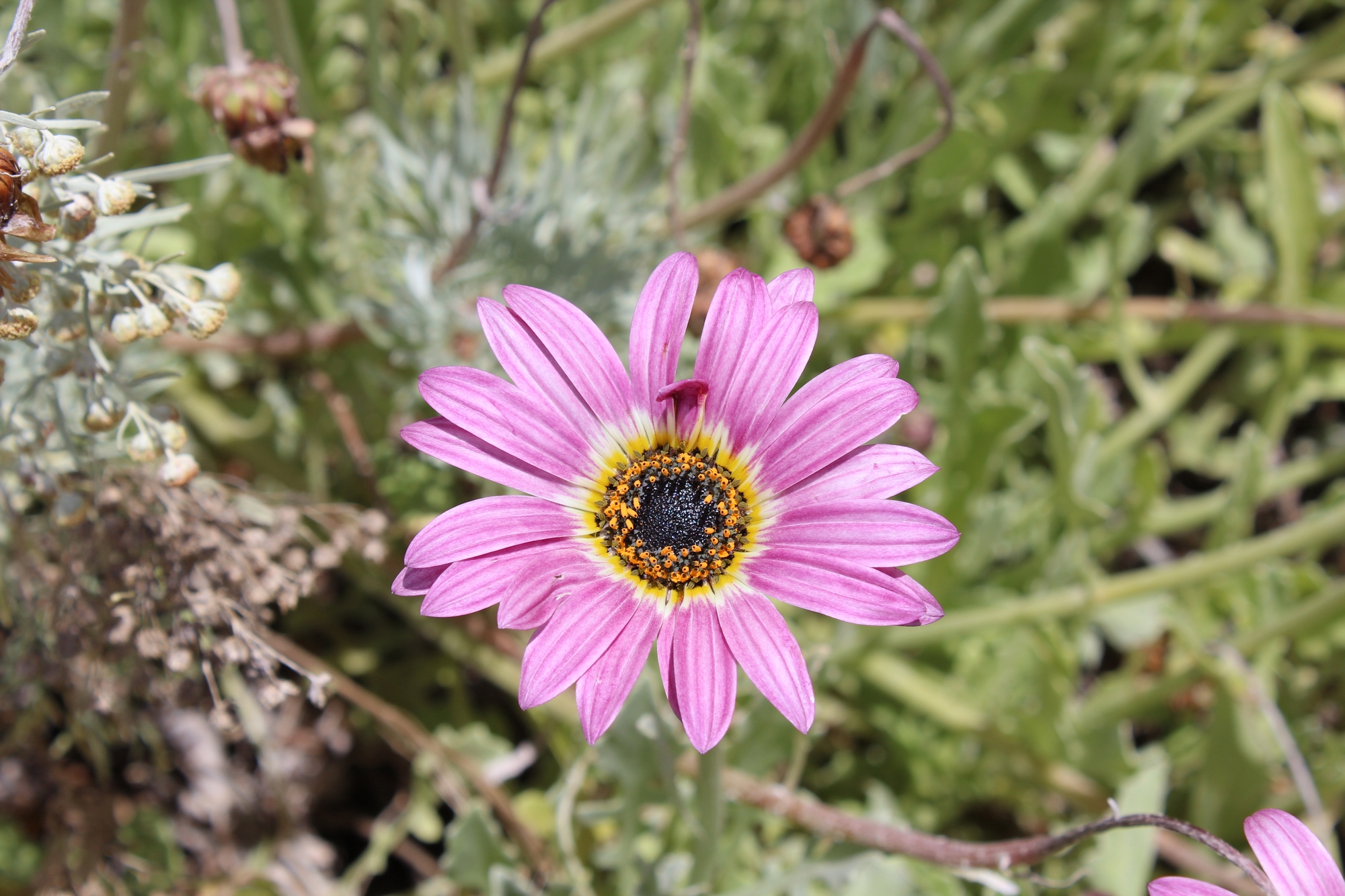 Arctotis stoechadifolia