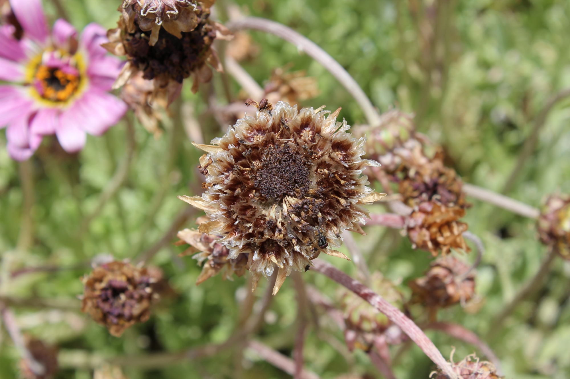 Arctotis stoechadifolia