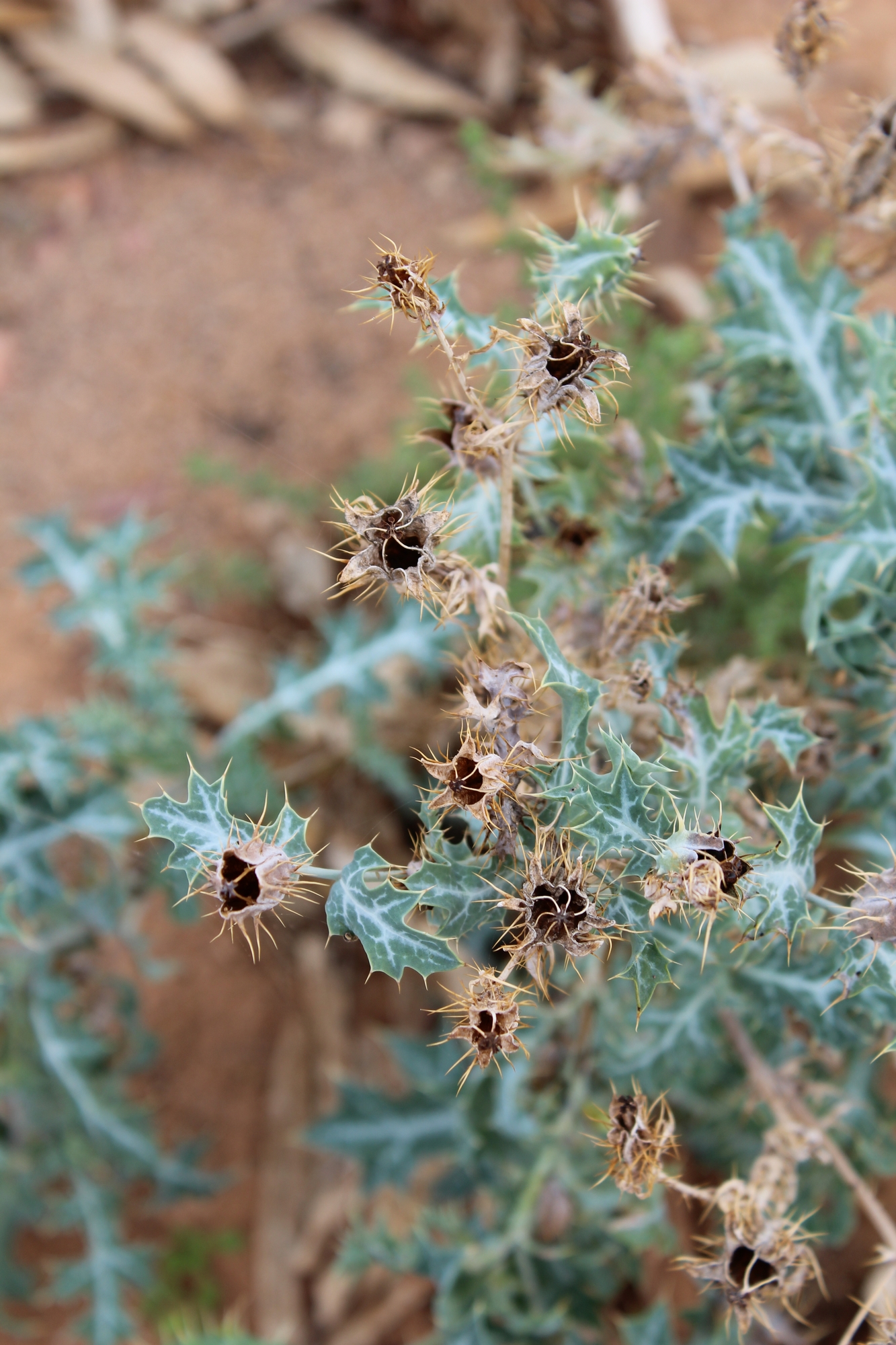 Argemone ochroleuca subsp. ochroleuca