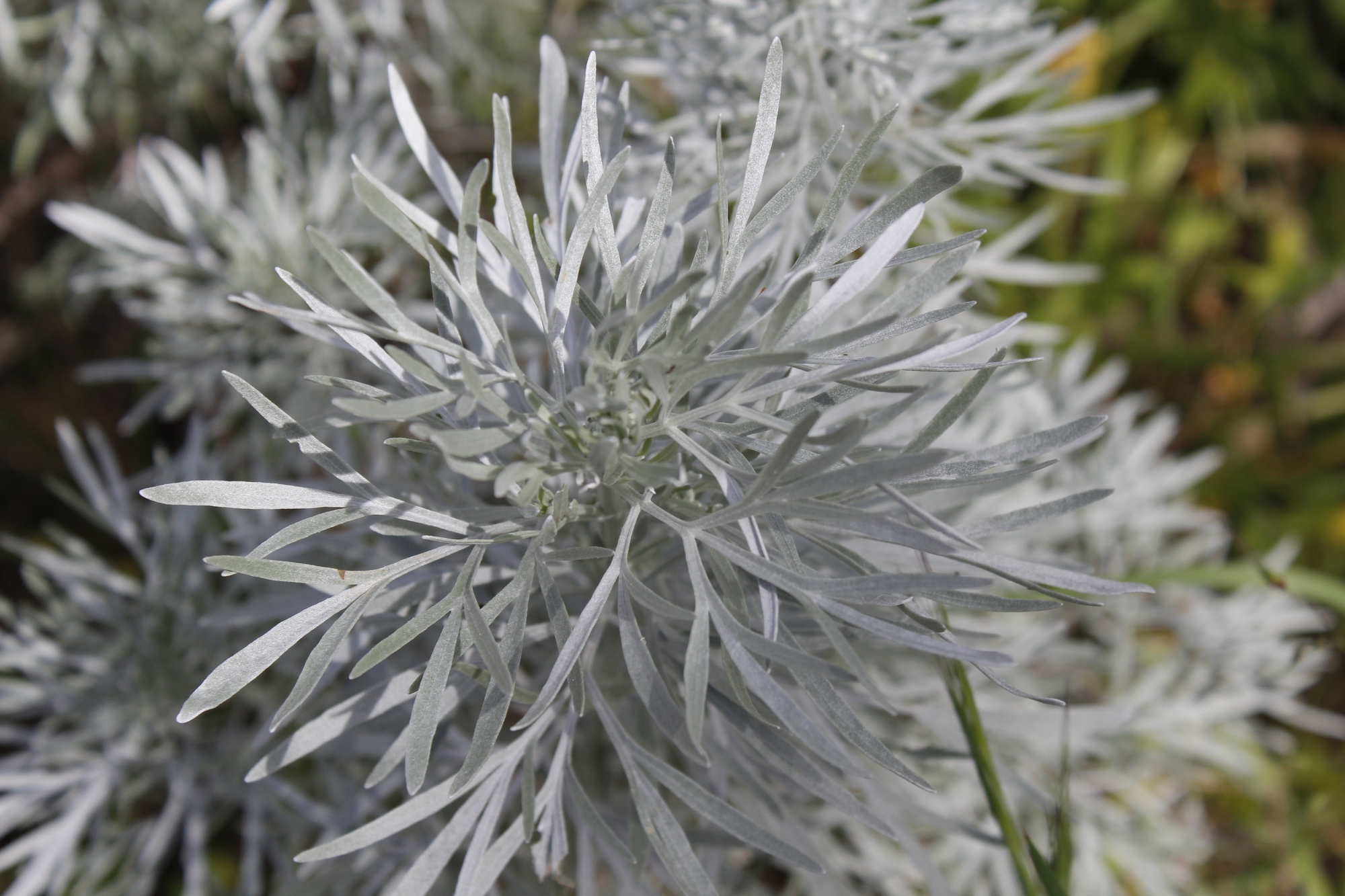 Artemisia arborescens
