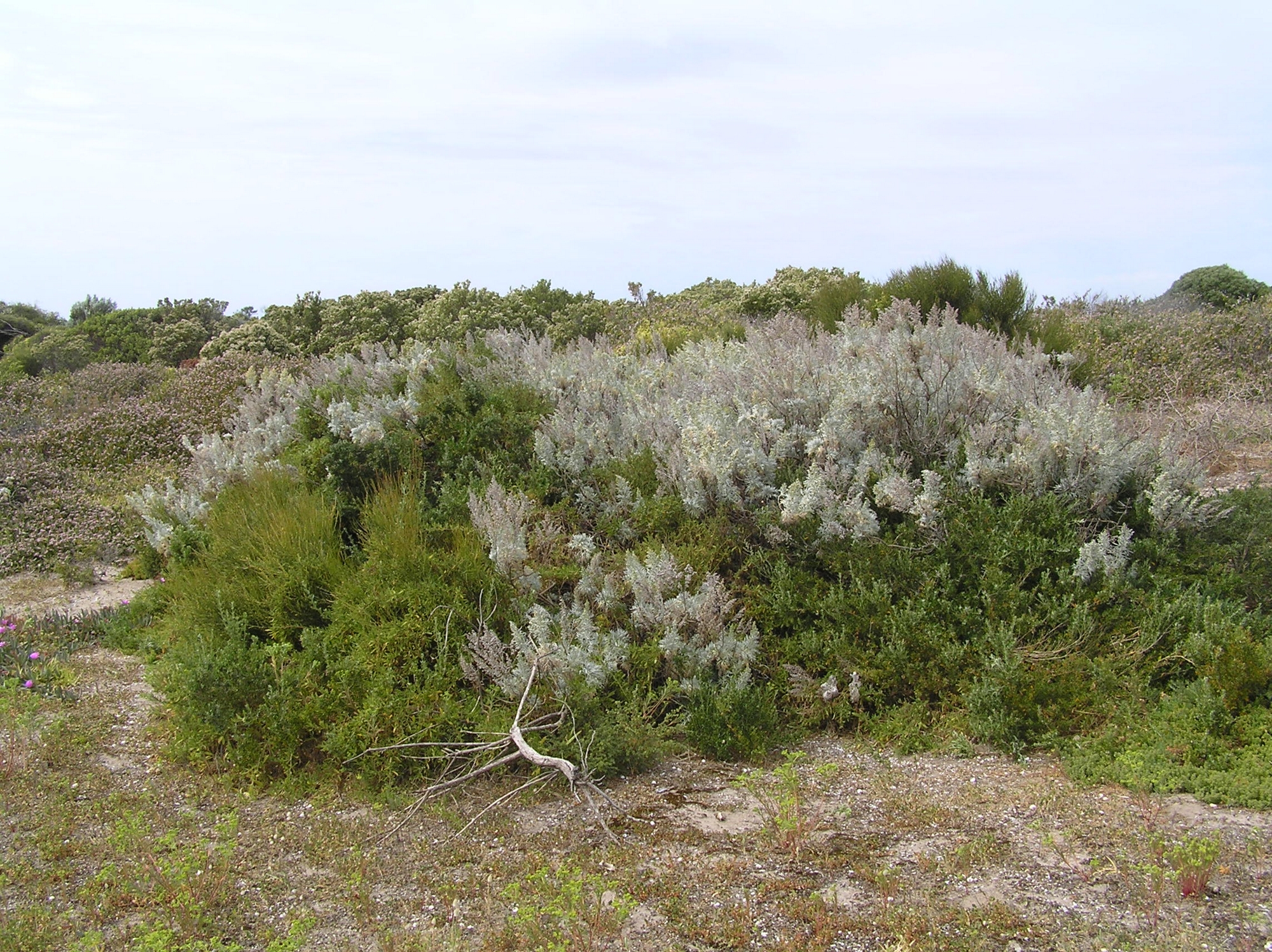 Artemisia arborescens