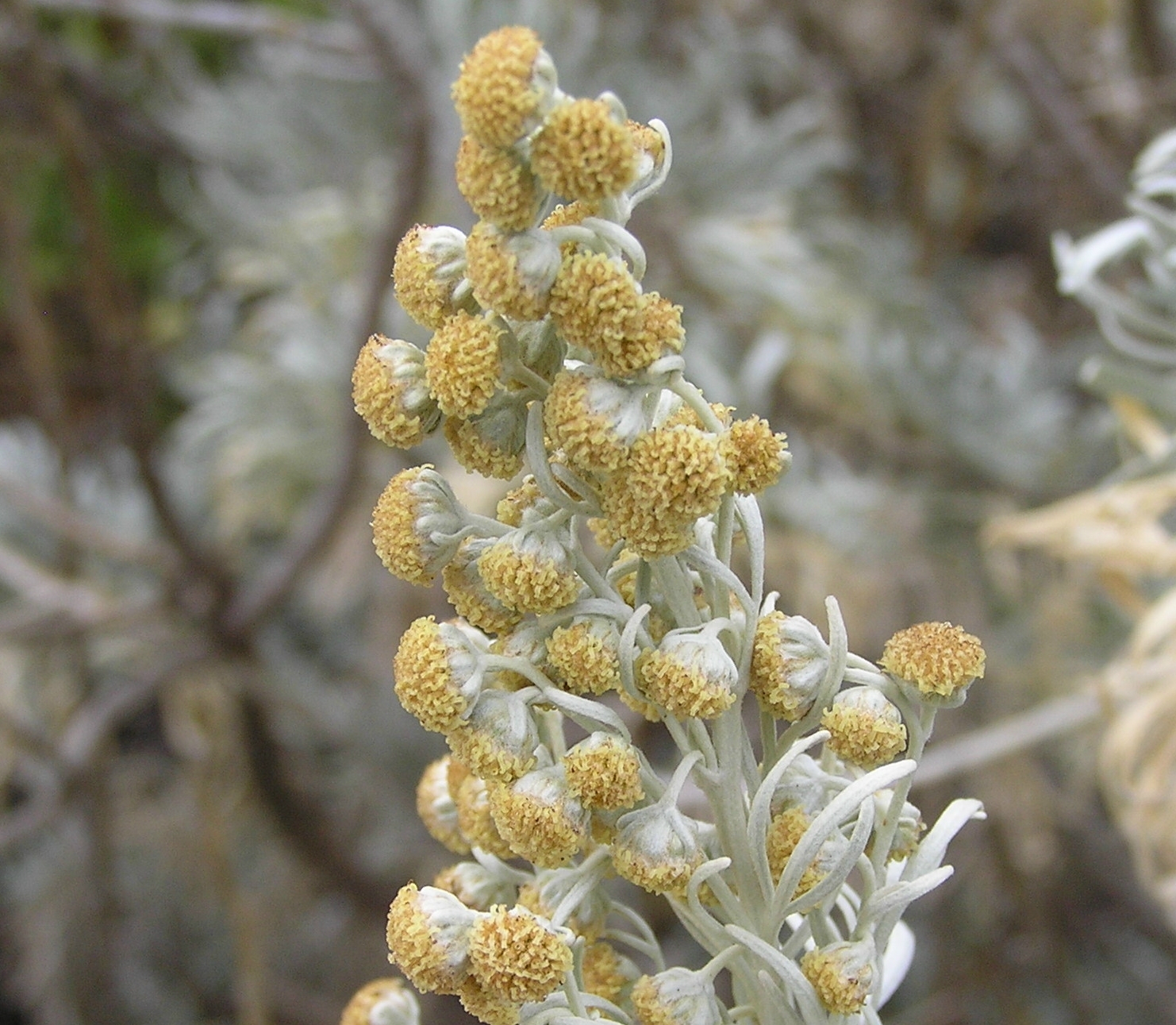 Artemisia arborescens
