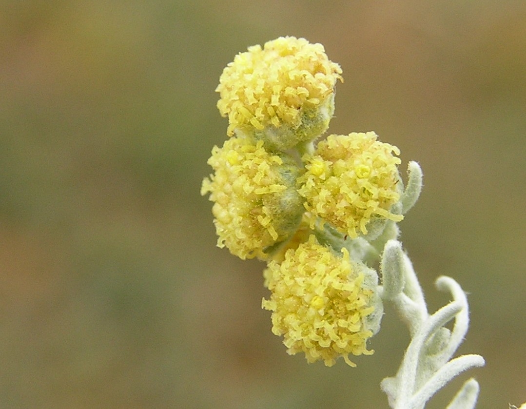 Artemisia arborescens