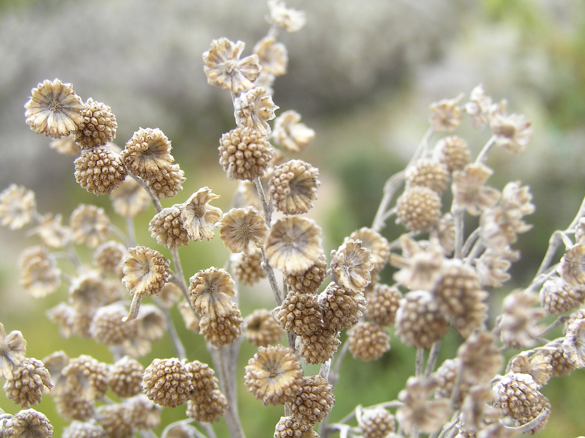 Artemisia arborescens