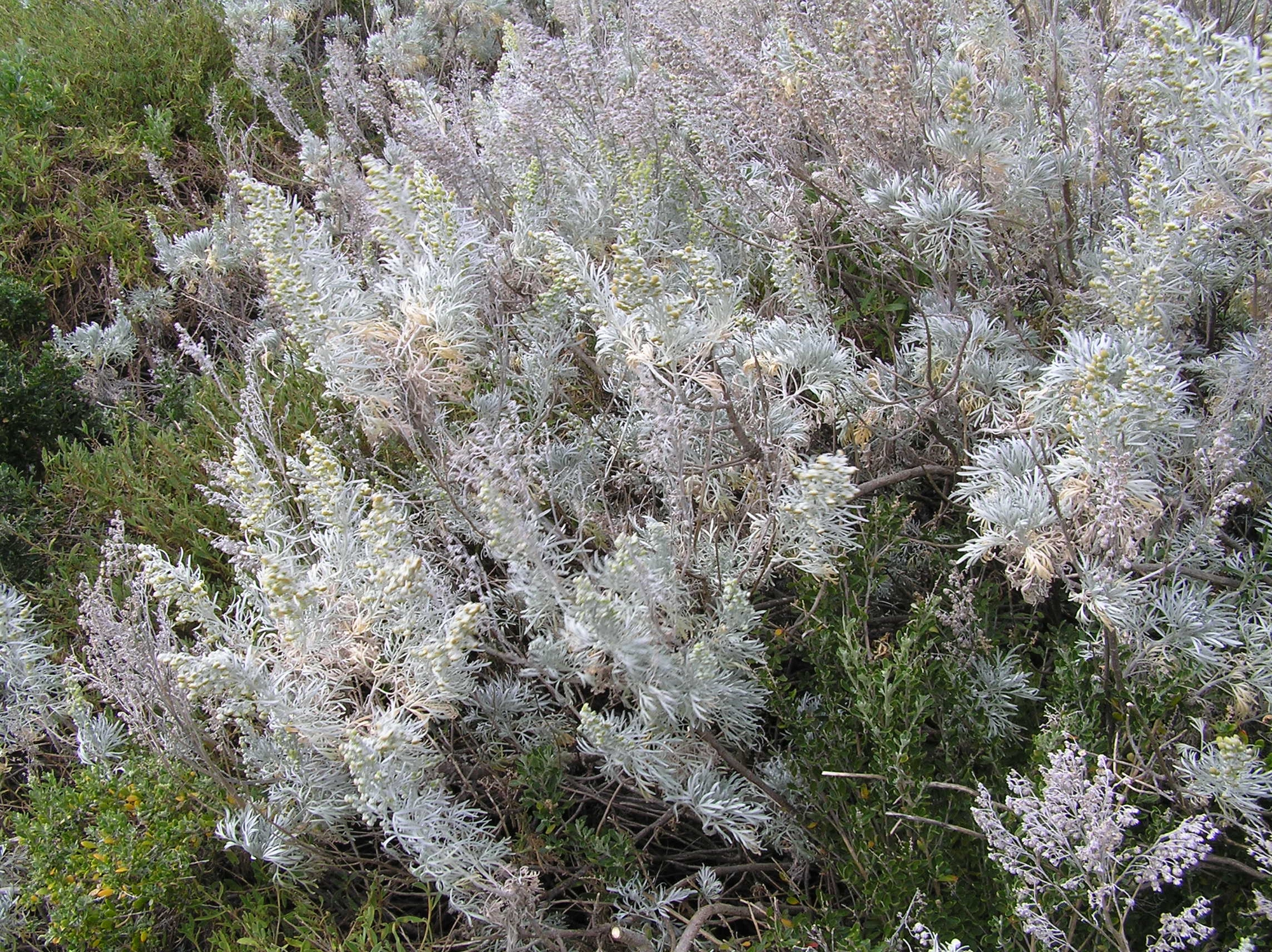Artemisia arborescens