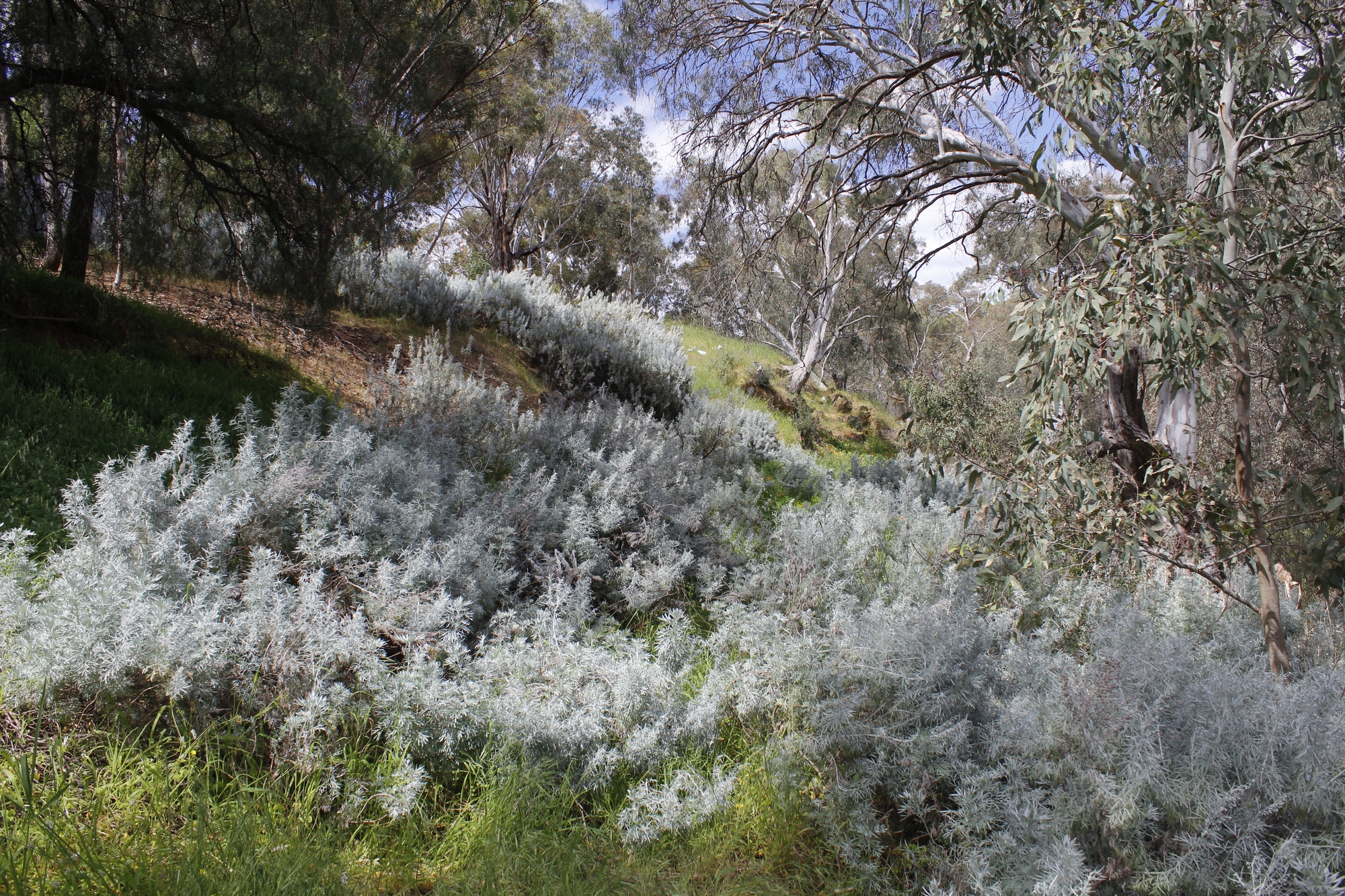 Artemisia arborescens