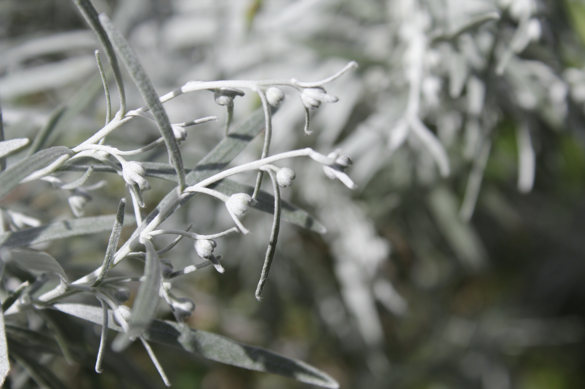 Artemisia arborescens
