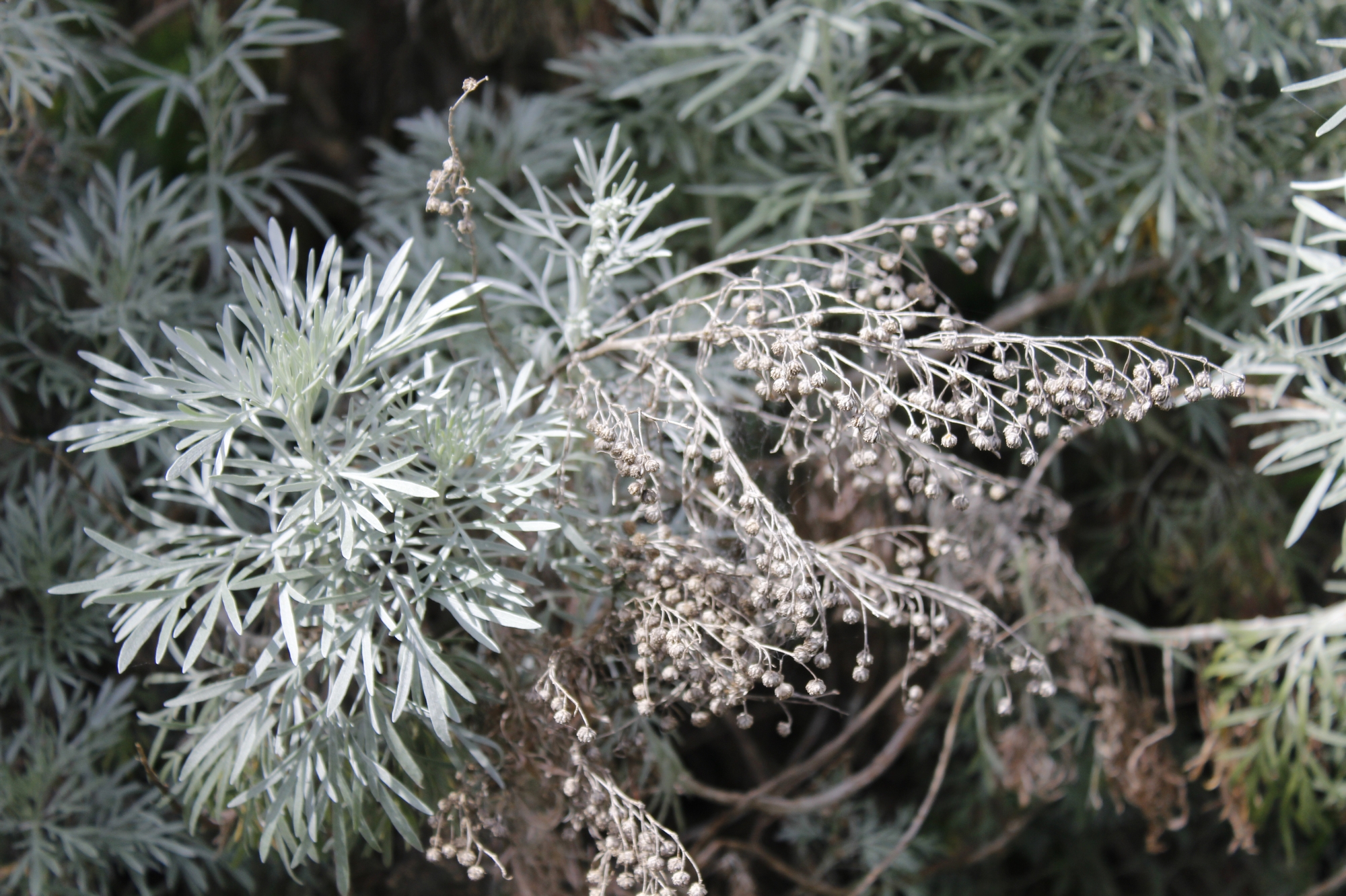 Artemisia arborescens