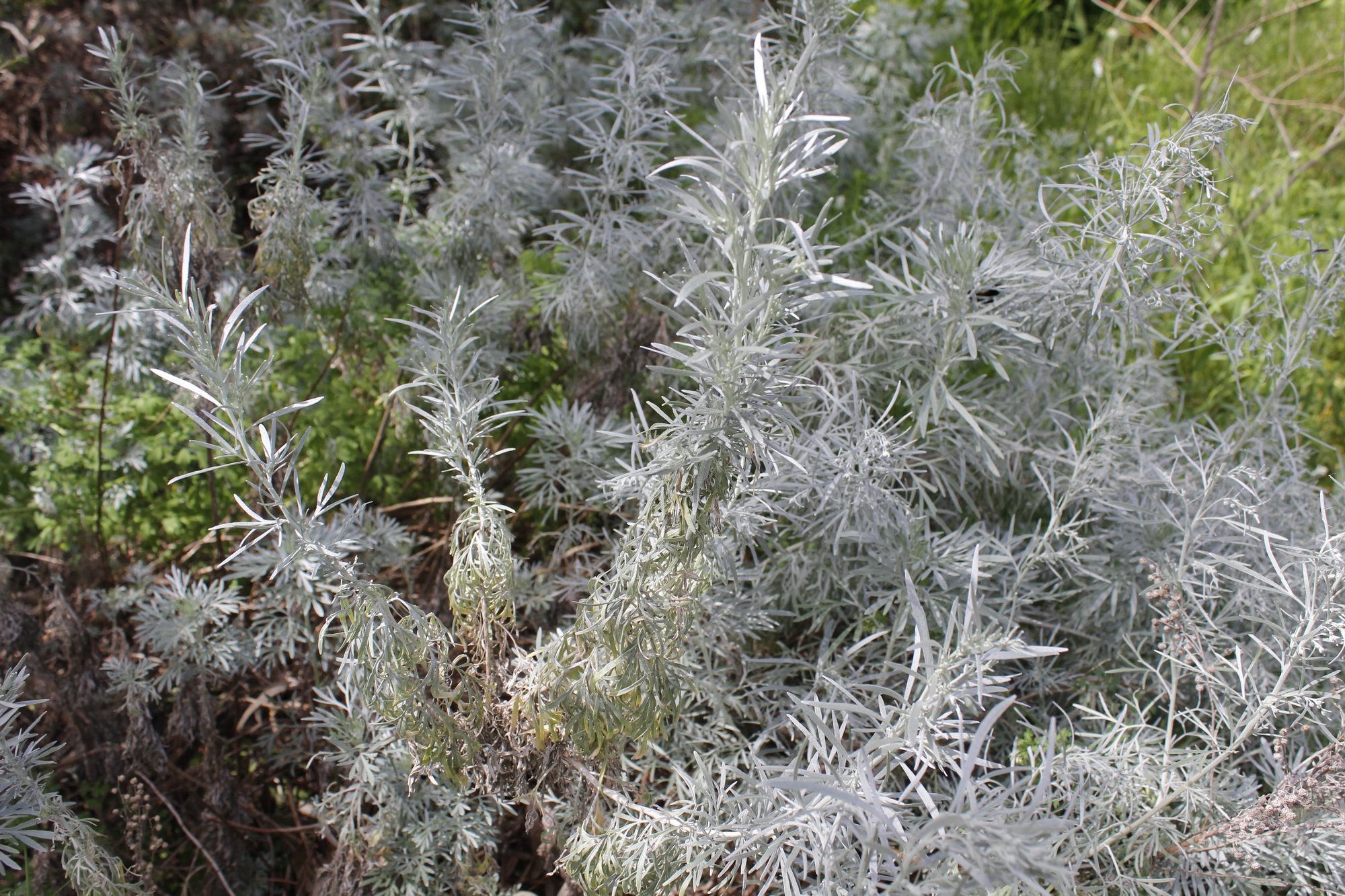 Artemisia arborescens