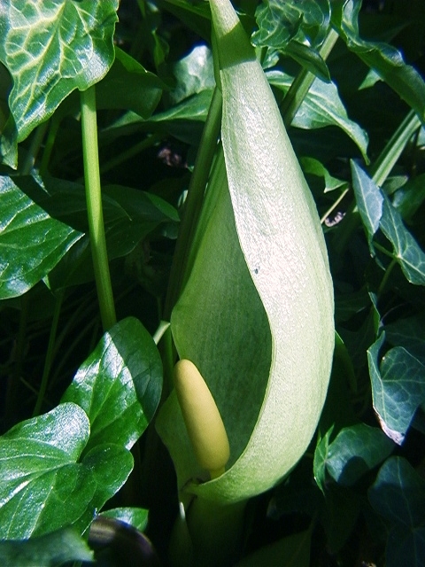 Arum italicum