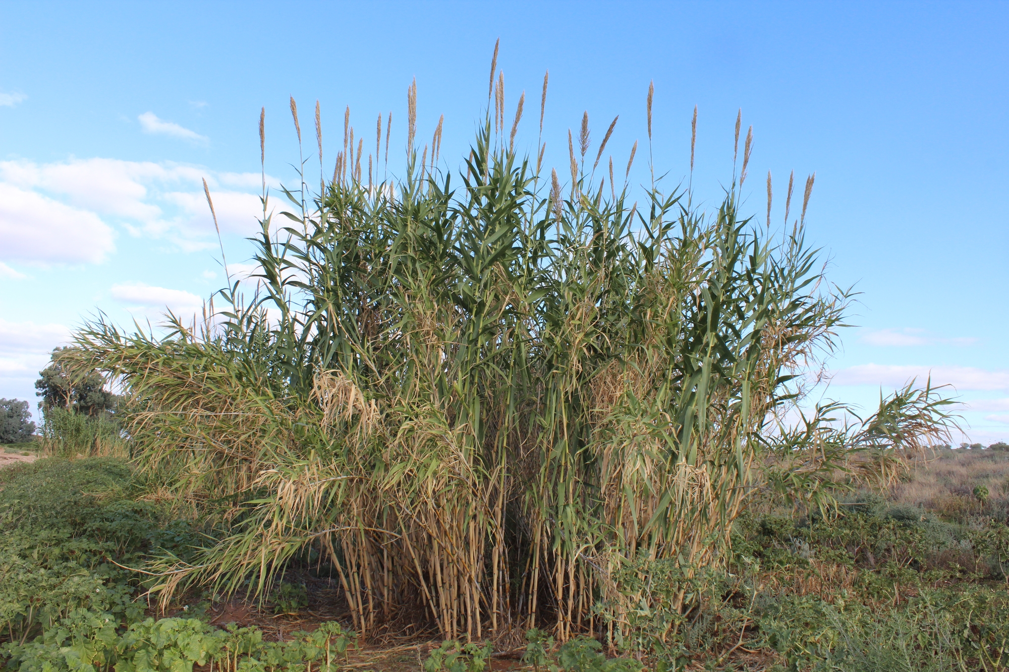 Arundo donax