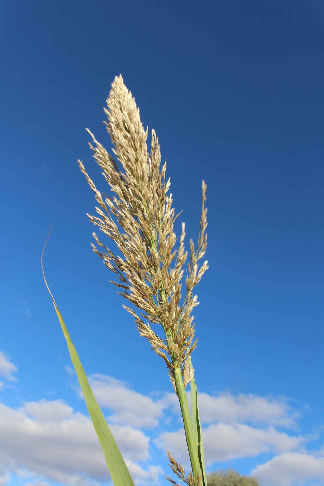 Arundo donax