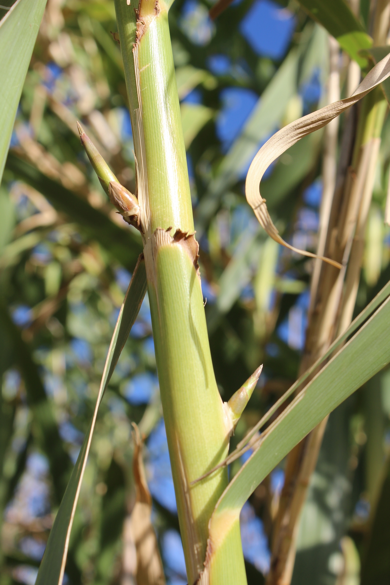 Arundo donax
