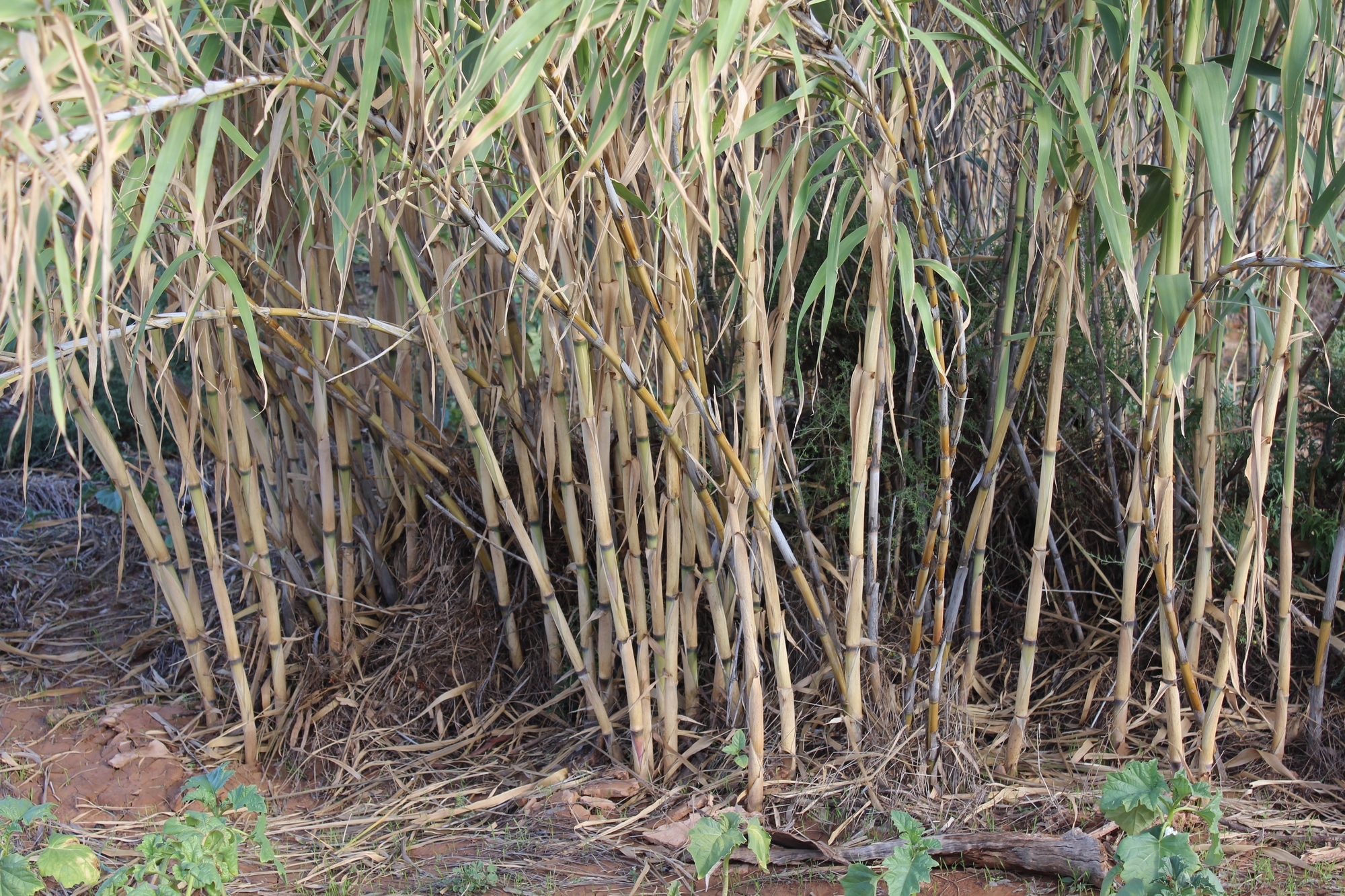 Arundo donax