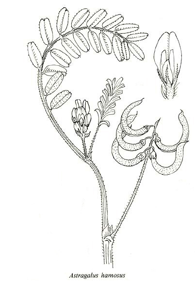 Astragalus hamosus