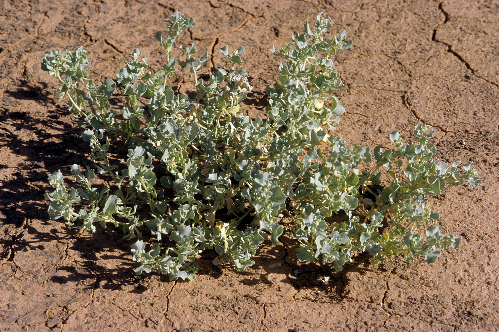 Atriplex angulata