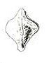 Atriplex cinerea