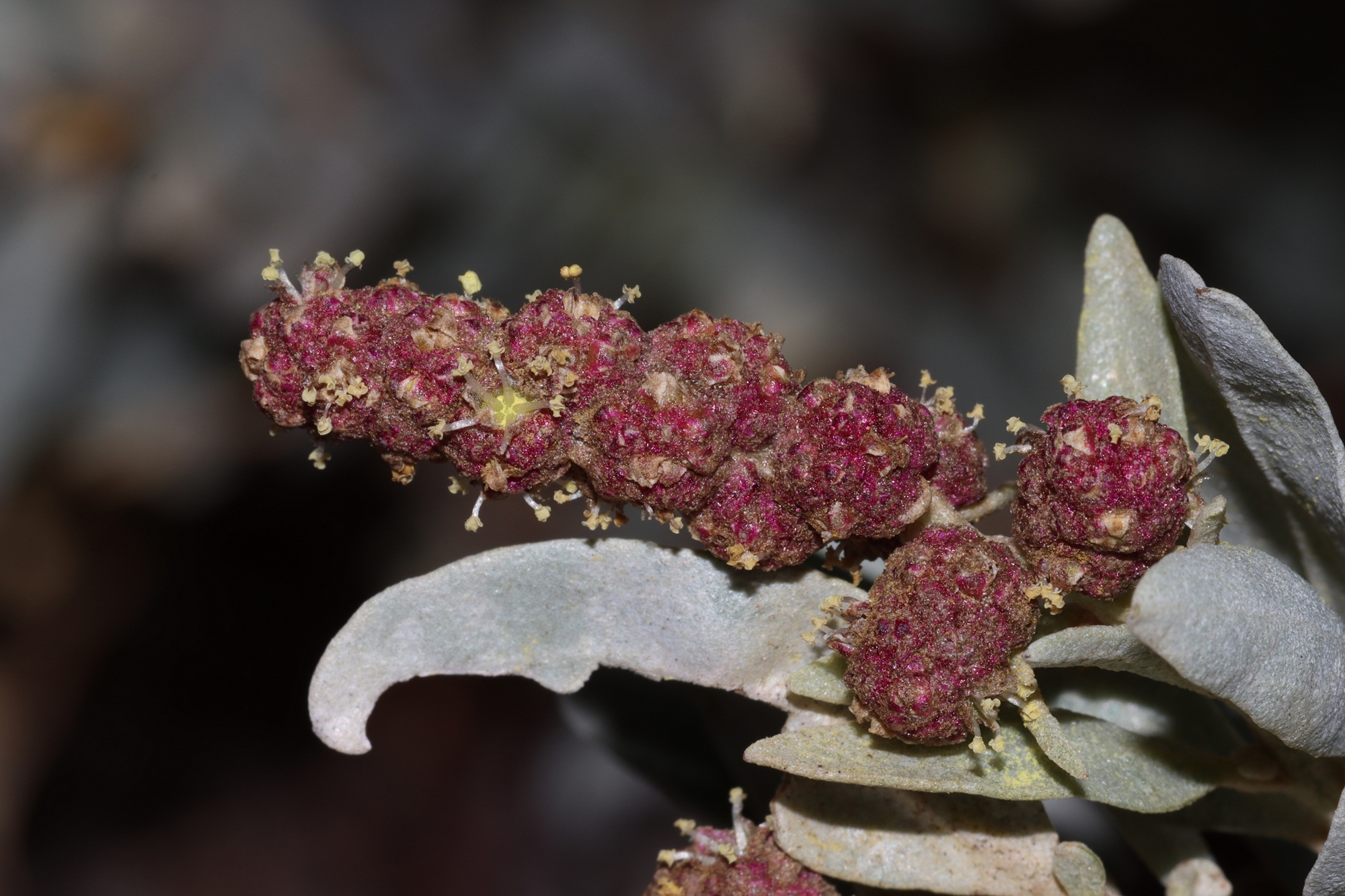 Atriplex cinerea