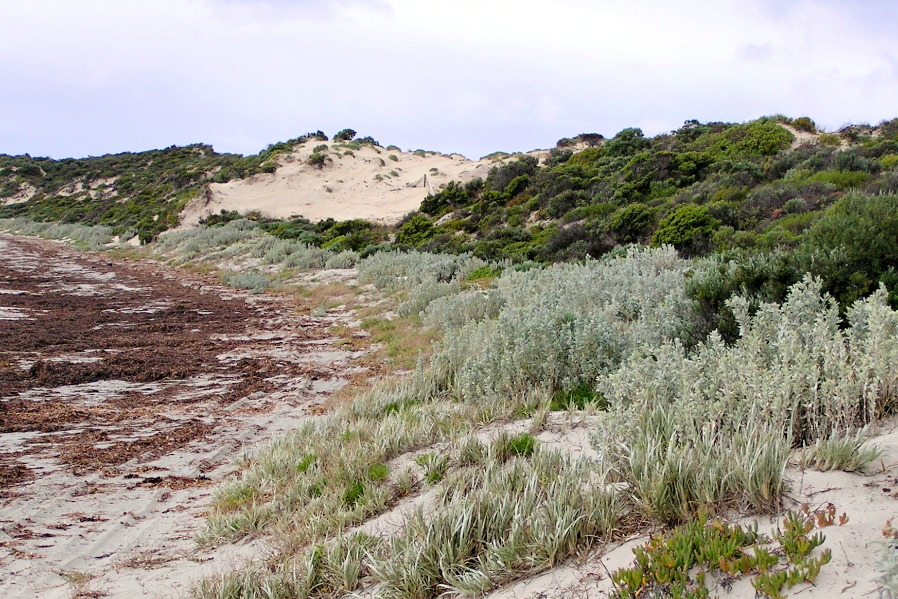 Atriplex cinerea