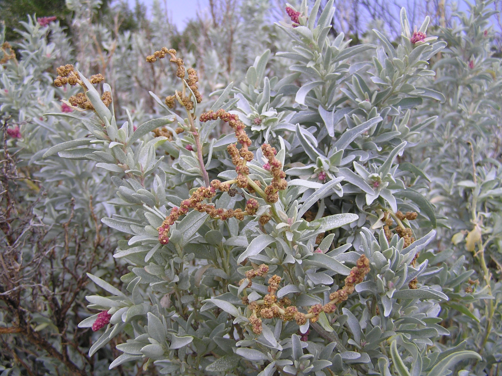 Atriplex cinerea
