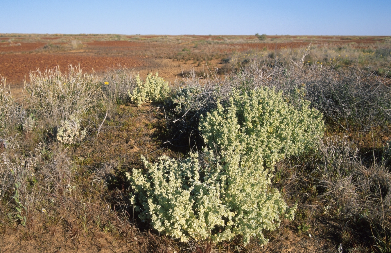 Atriplex lindleyi subsp. conduplicata