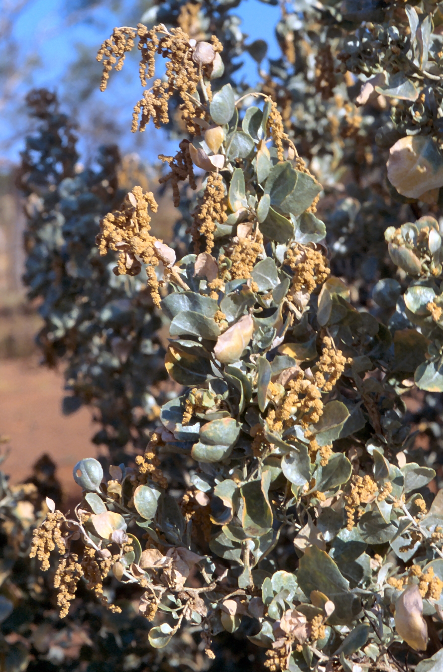 Atriplex nummularia