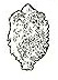 Atriplex pumilio