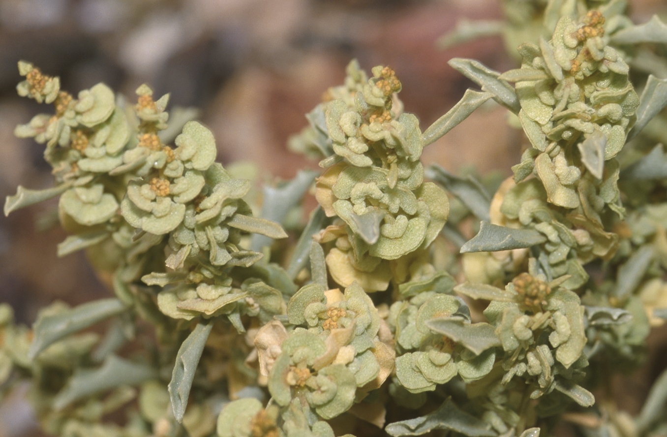 Atriplex quinii