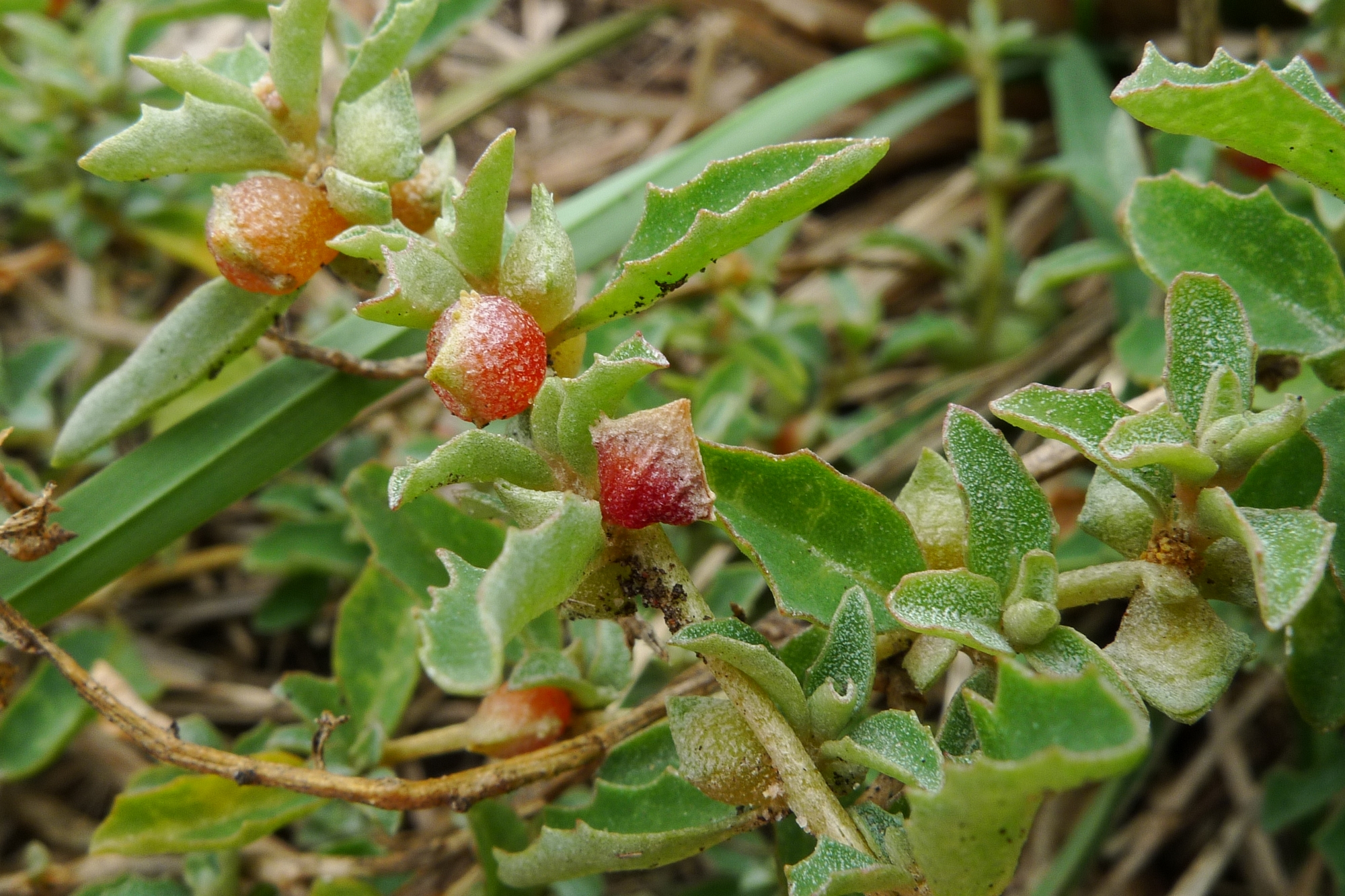 Atriplex semibaccata