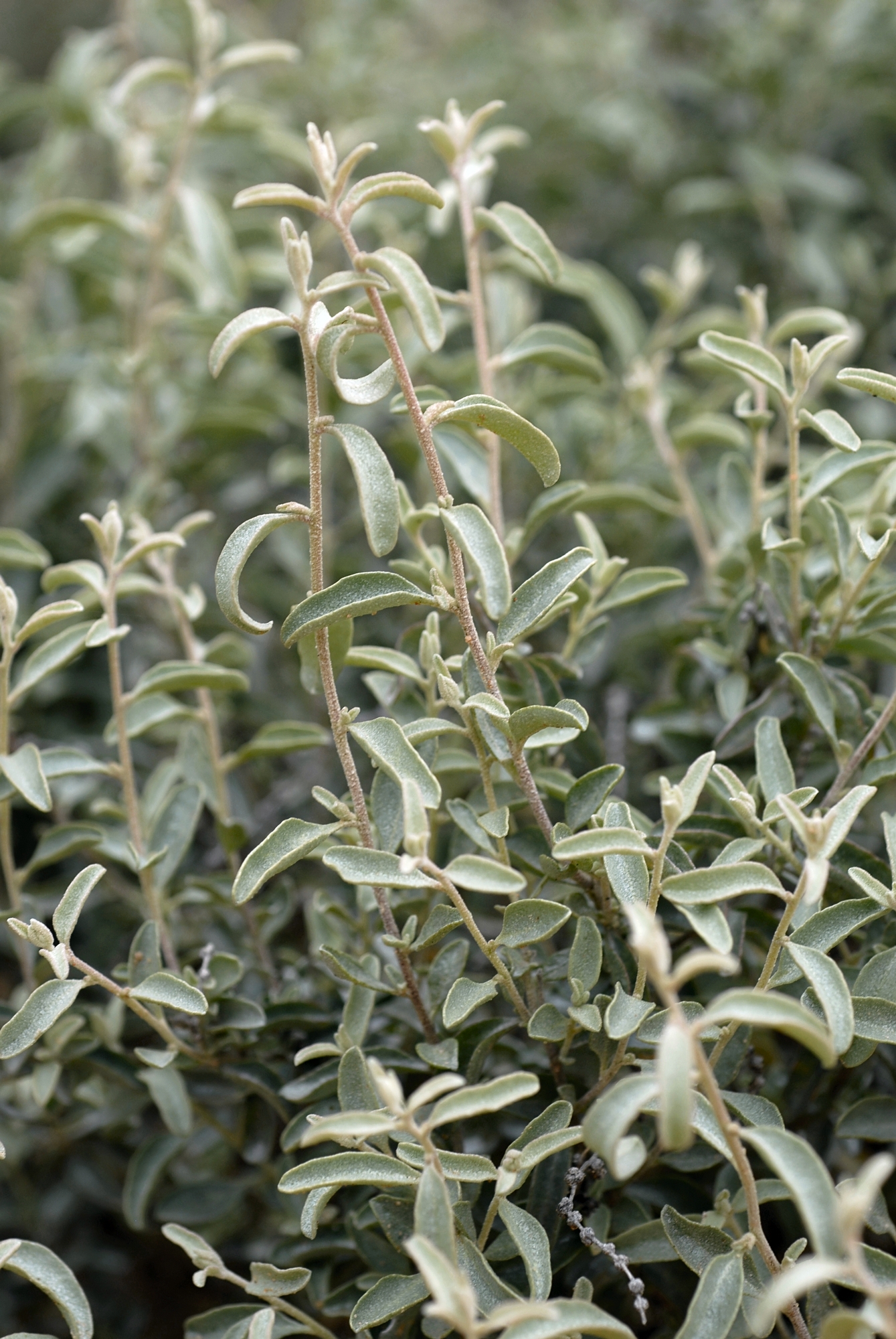 Atriplex stipitata