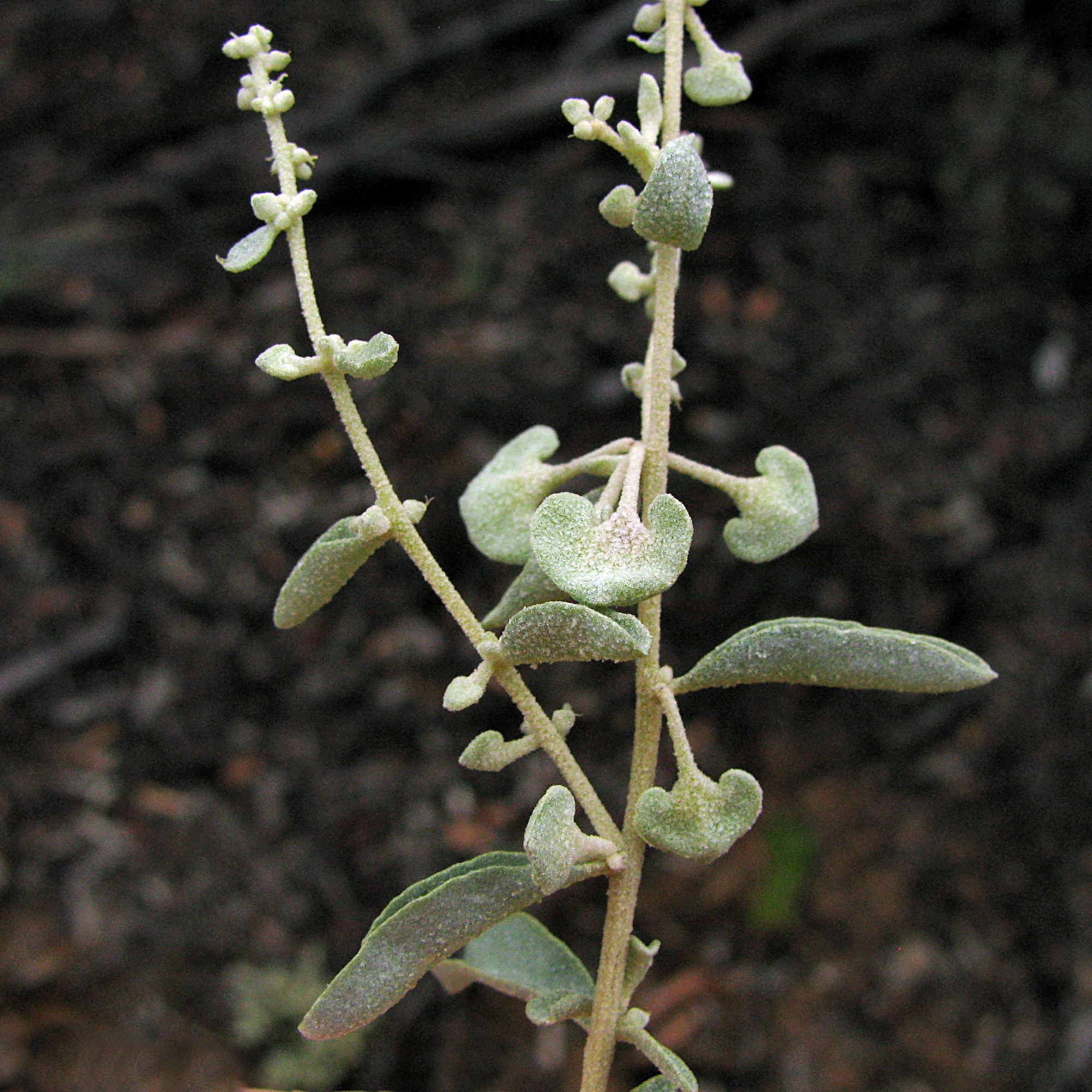 Atriplex stipitata