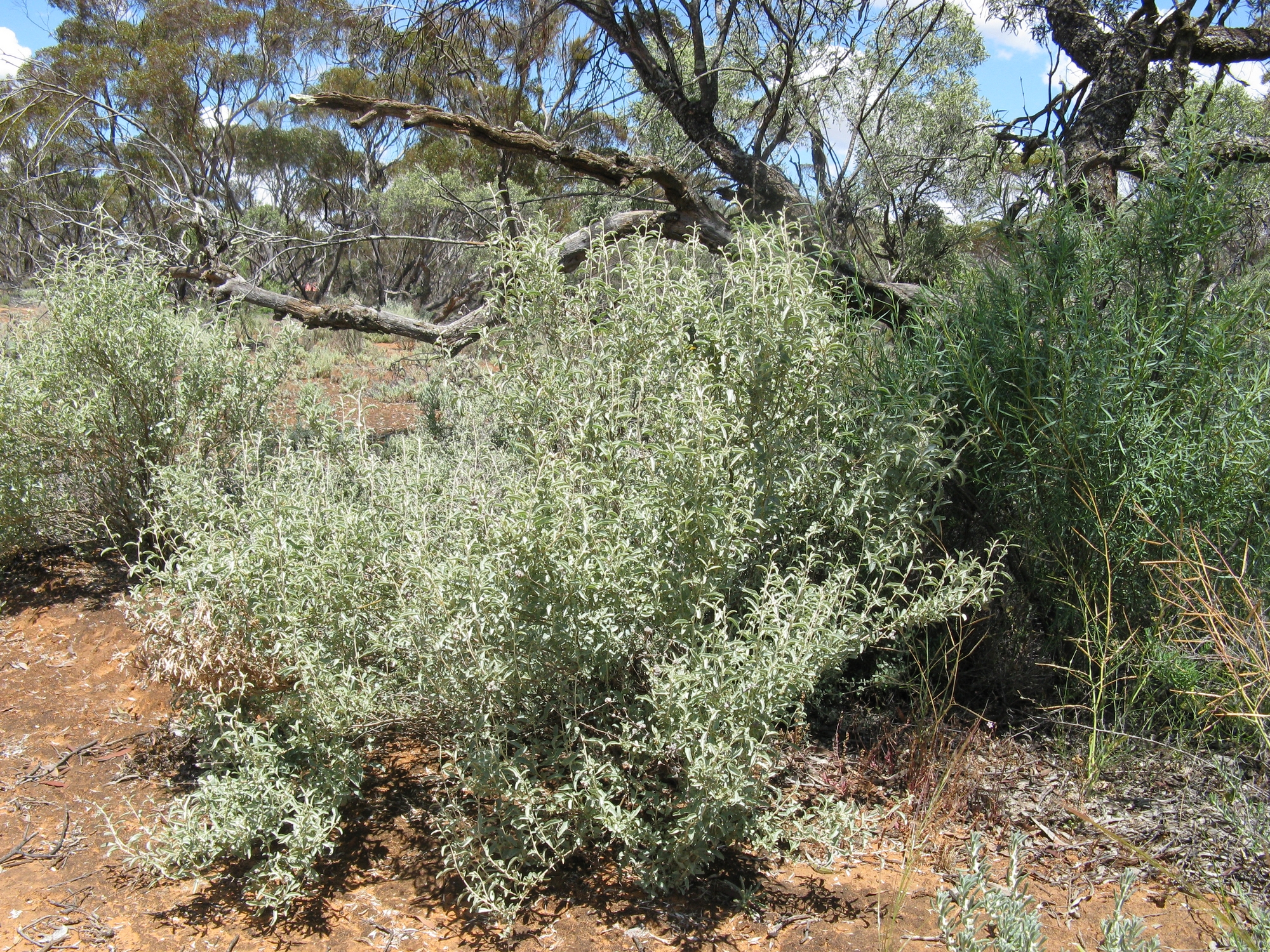 Atriplex stipitata