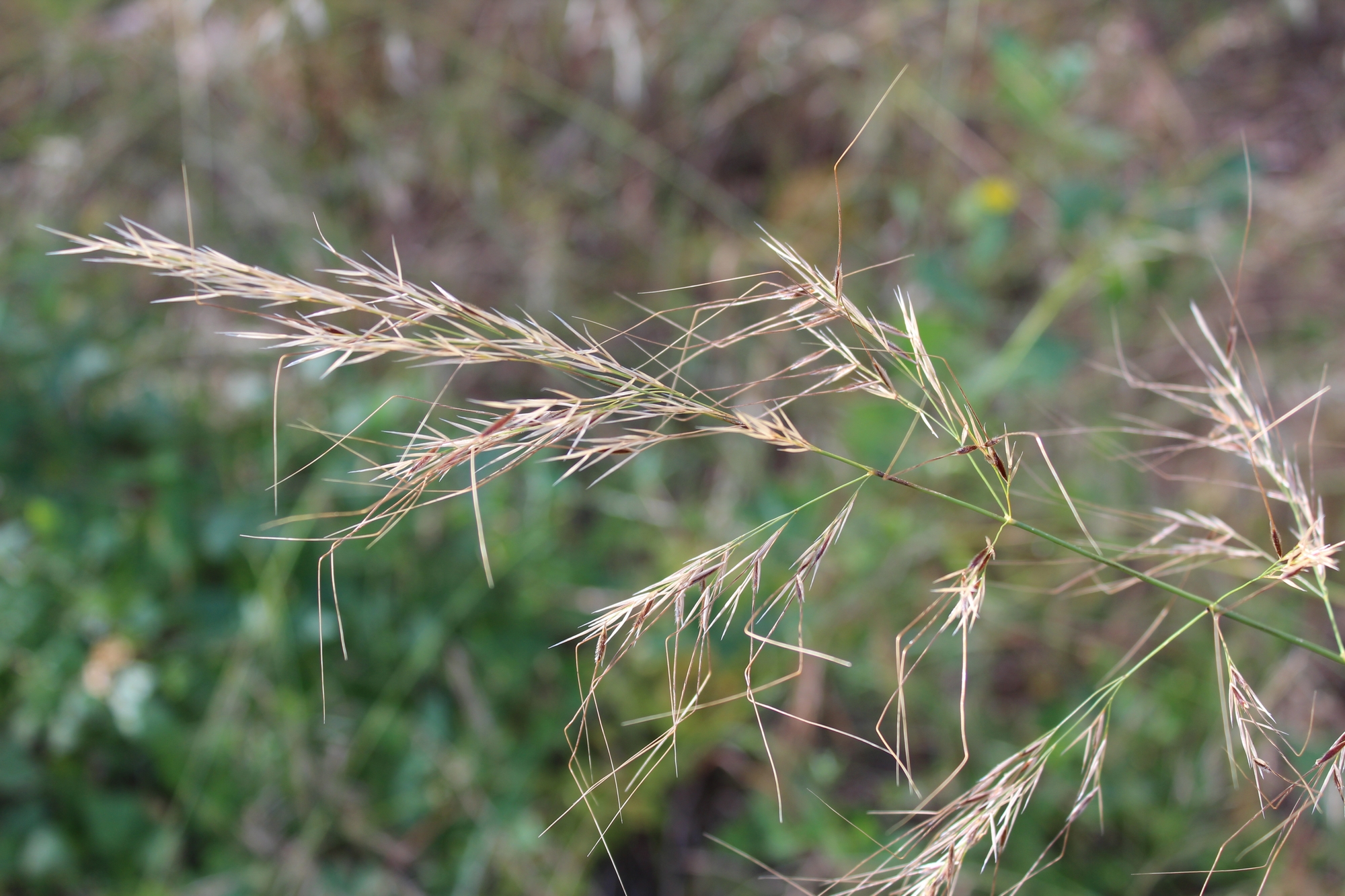 Austrostipa flavescens