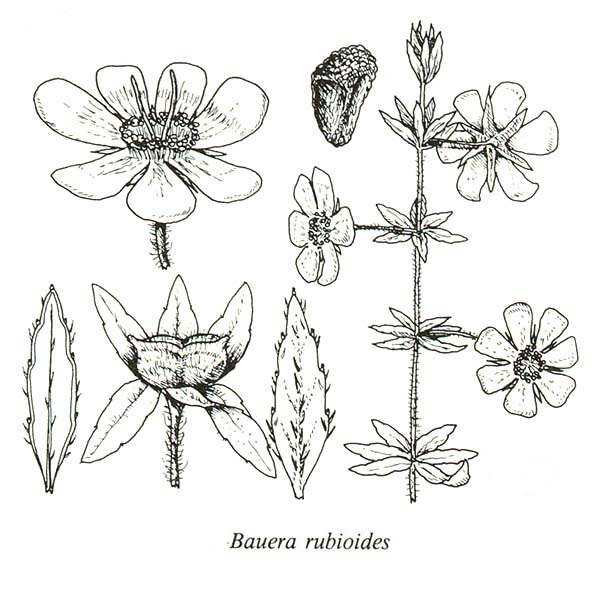 Bauera rubioides