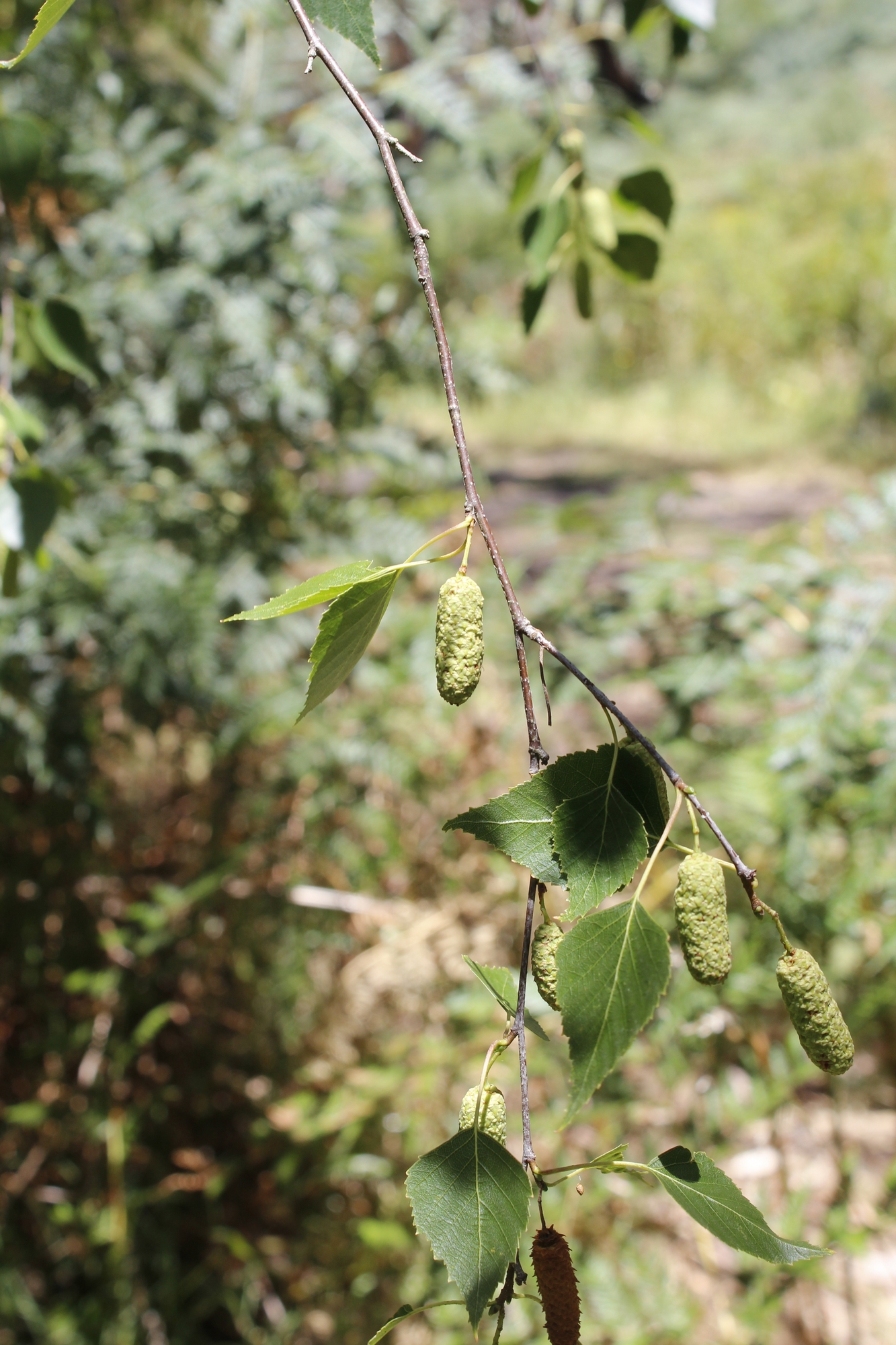 Betula pendula